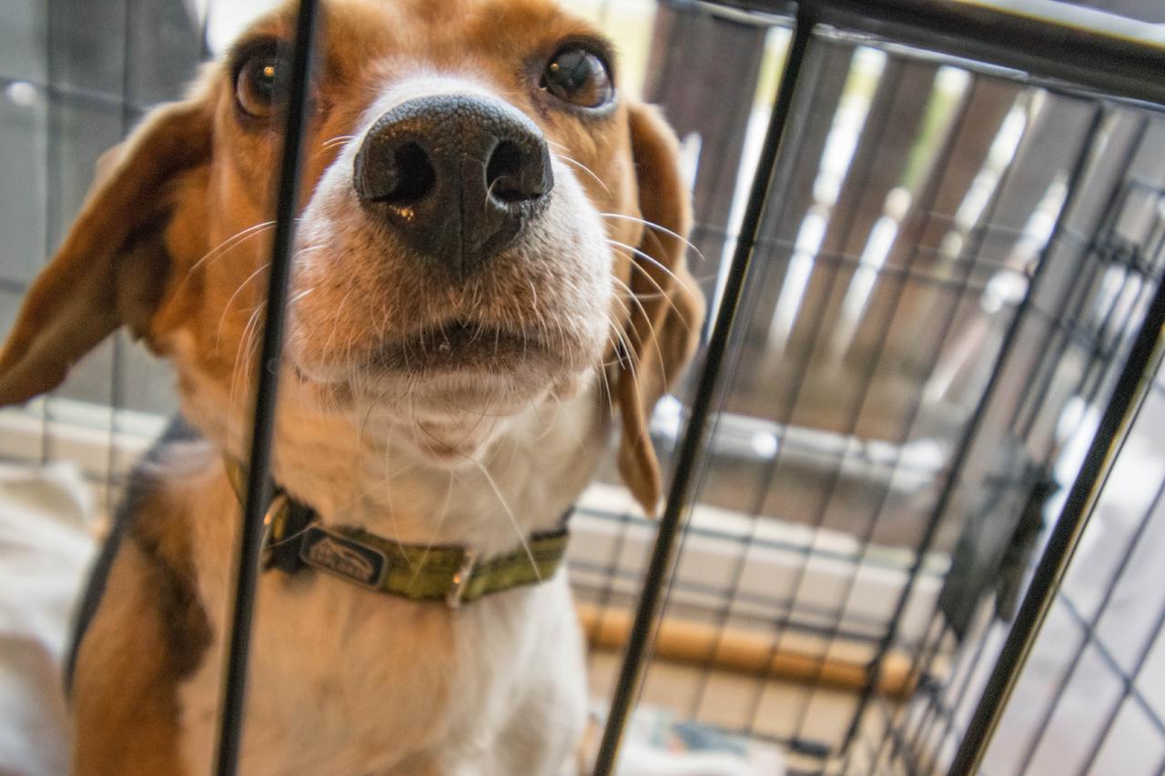 La cage d’intérieur pour chien : ce qu’il faut savoir - Chien japonais