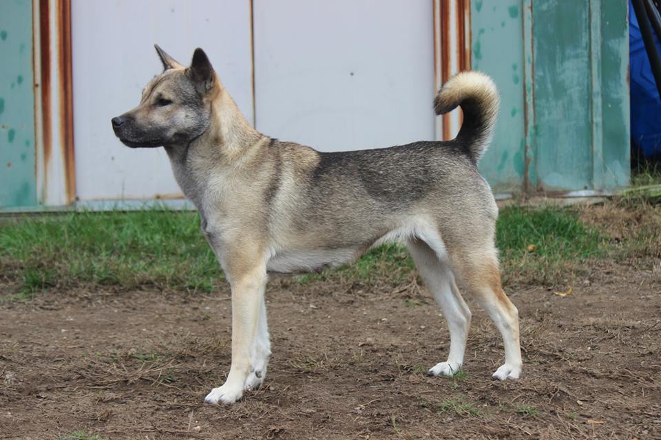Chien kishu du Japon, caractéristiques et caractère