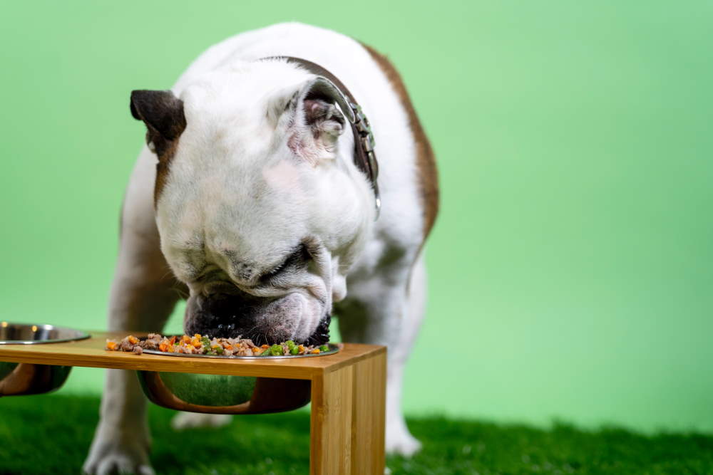 Comment bien nourrir son chien : nos conseils